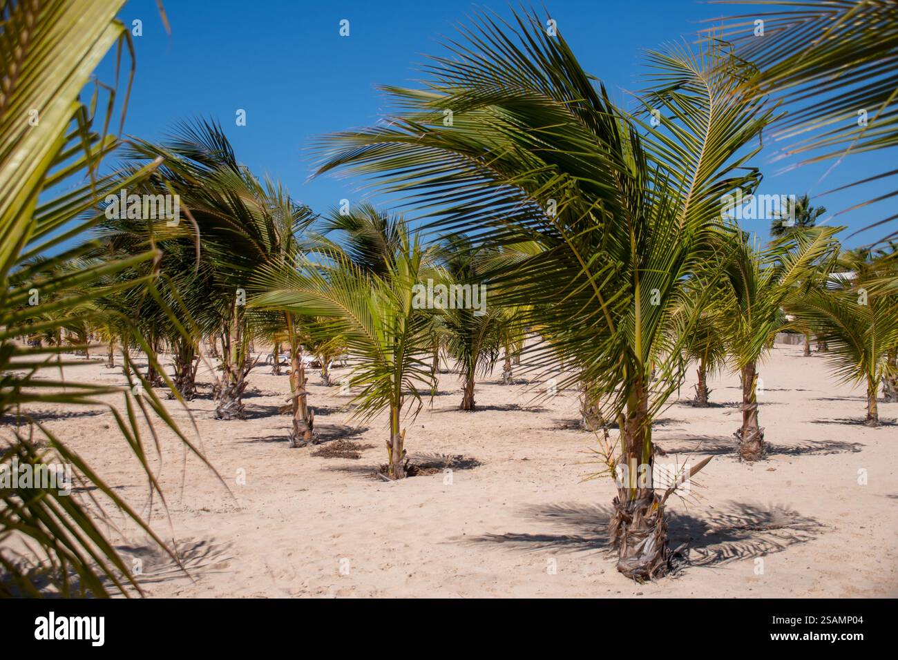 Palm Trees in rows on the beach in Cape Verde, Africa Stock Photo - Alamy