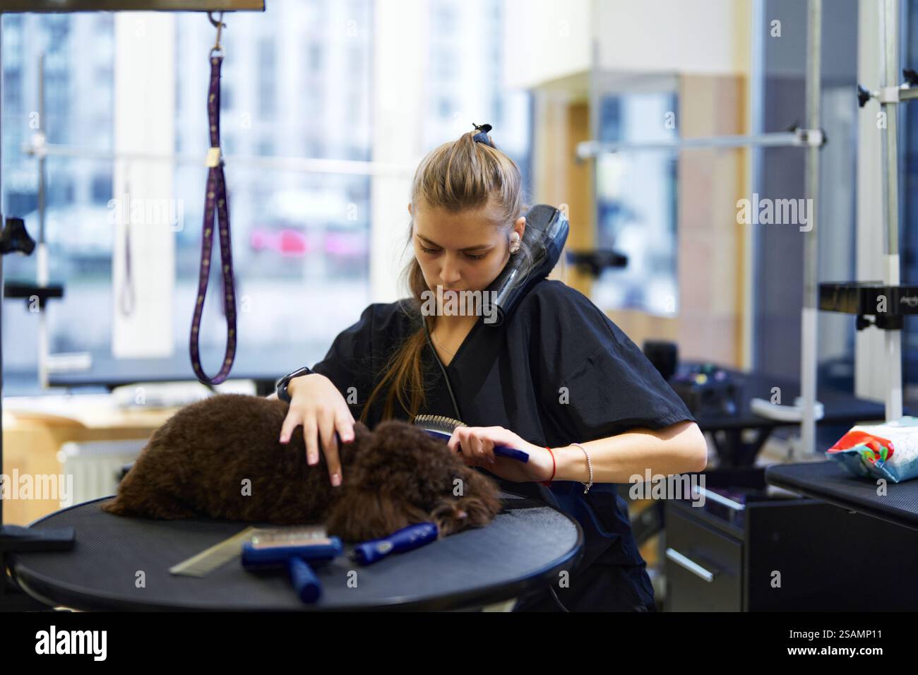 Grooming a dog in a modern pet salon during daylight hours Stock Photo ...