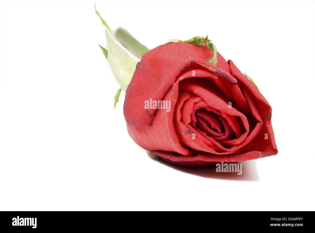 A single red rose for Valentines Day Stock Photo - Alamy