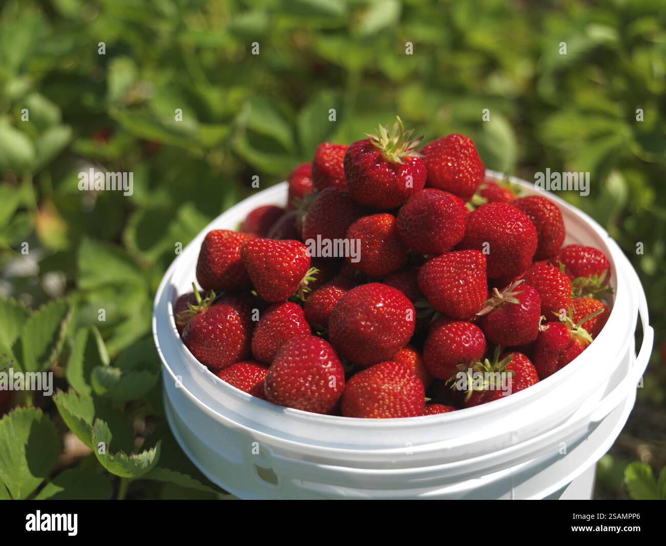 Bucket full of ripe strawberry at a pick-your-own farm. Markham Ontario ...