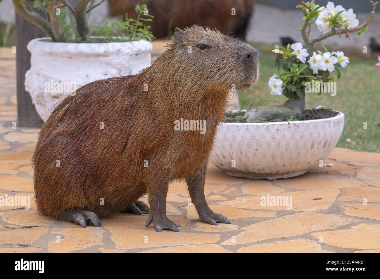 Capybara or capybara (Hydrochoerus hydrochaeris), in the garden ...