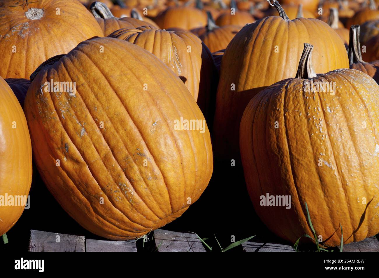 A bunch of plump and juicy holliday pumpkins Stock Photo - Alamy