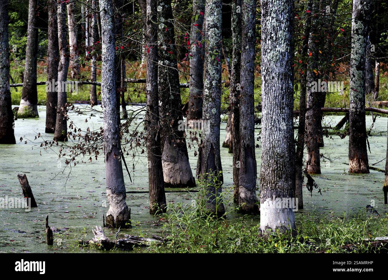 Rural wetland areas hi-res stock photography and images - Alamy