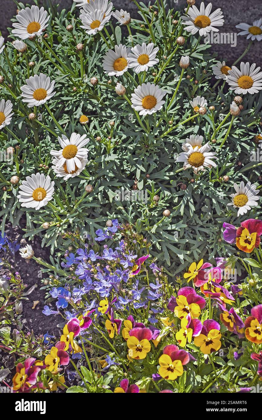 Daisies (Leucanthemum vulgare), forget-me-nots (Myosotis) and pansies ...
