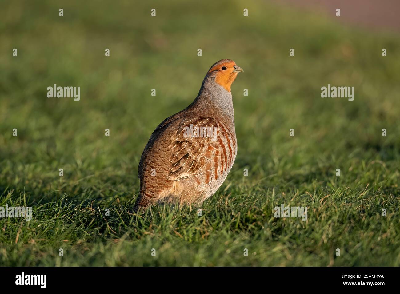 Uk grey partridge grass hi-res stock photography and images - Alamy