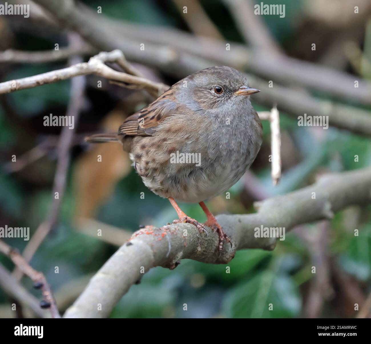 A Dunnock (Prunella Modularis), also known as the Hedge Sparrow Stock Photo - Alamy
