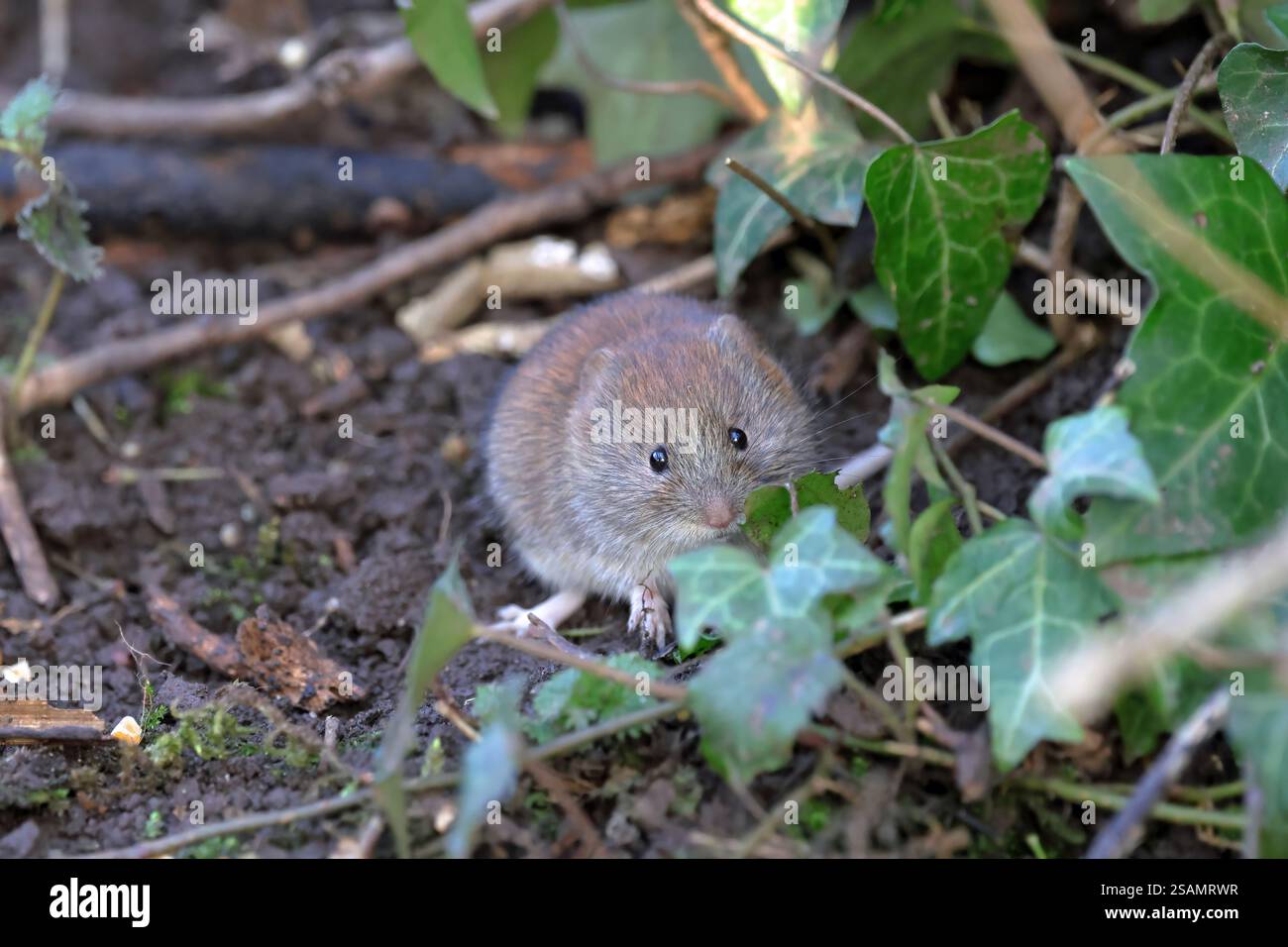 Welsh bank vole hi-res stock photography and images - Alamy