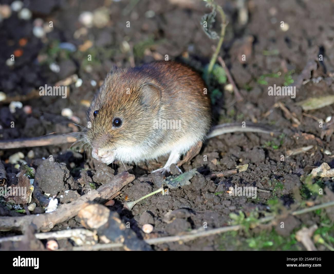 Welsh bank vole hi-res stock photography and images - Alamy