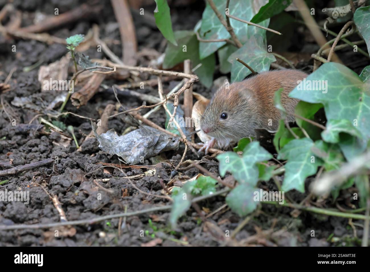 Welsh bank vole hi-res stock photography and images - Alamy