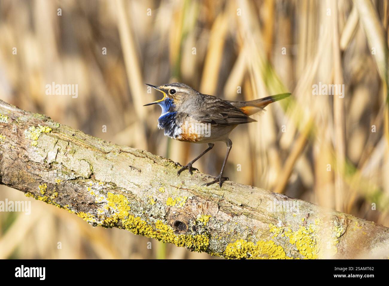 Bluethroat (Luscinia svecica cyanecula) Male Germany Stock Photo - Alamy