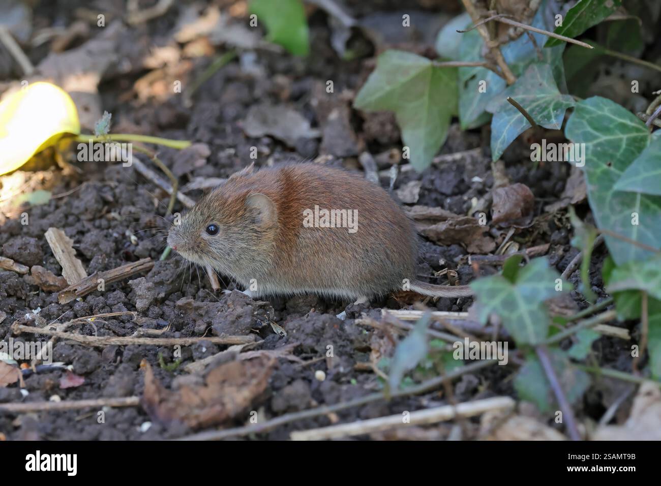 Welsh bank vole hi-res stock photography and images - Alamy