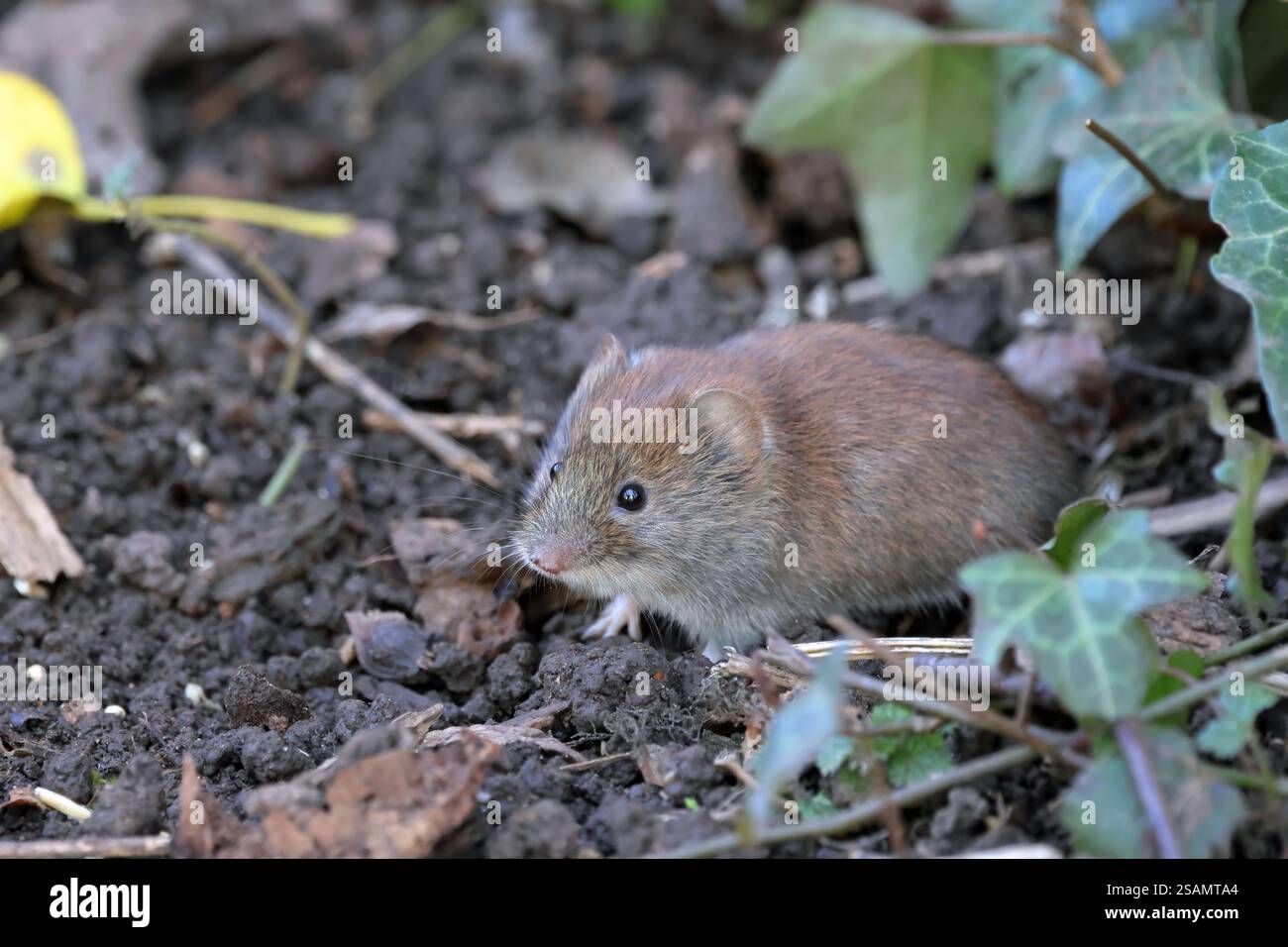Welsh bank vole hi-res stock photography and images - Alamy