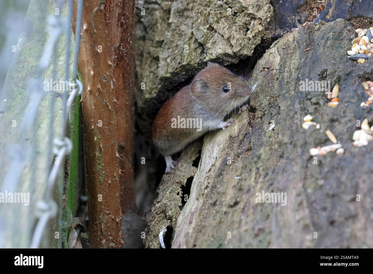 Welsh bank vole hi-res stock photography and images - Alamy