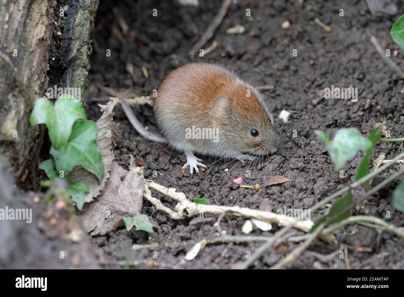 Bank Vole (Myodes Glareolus Stock Photo - Alamy