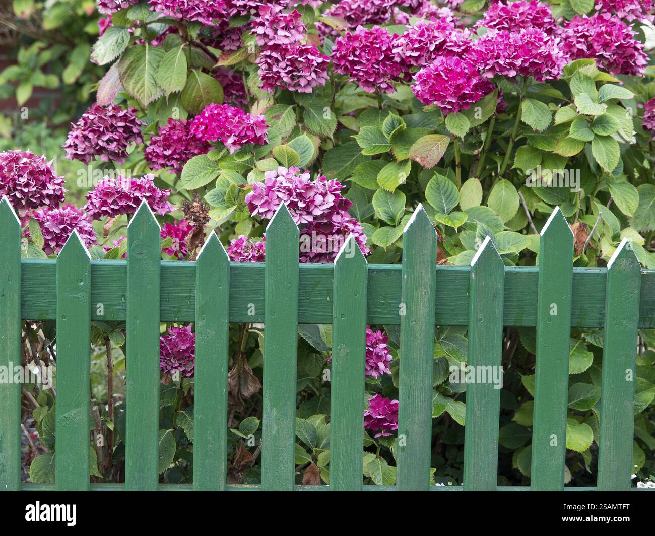 Green fence in front of flowering hydrangeas Stock Photo - Alamy