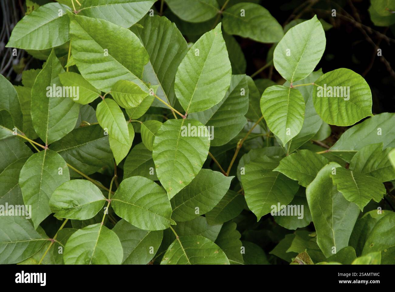 The Poison Ivy plant causes rashes, hives and other allergic reactions ...