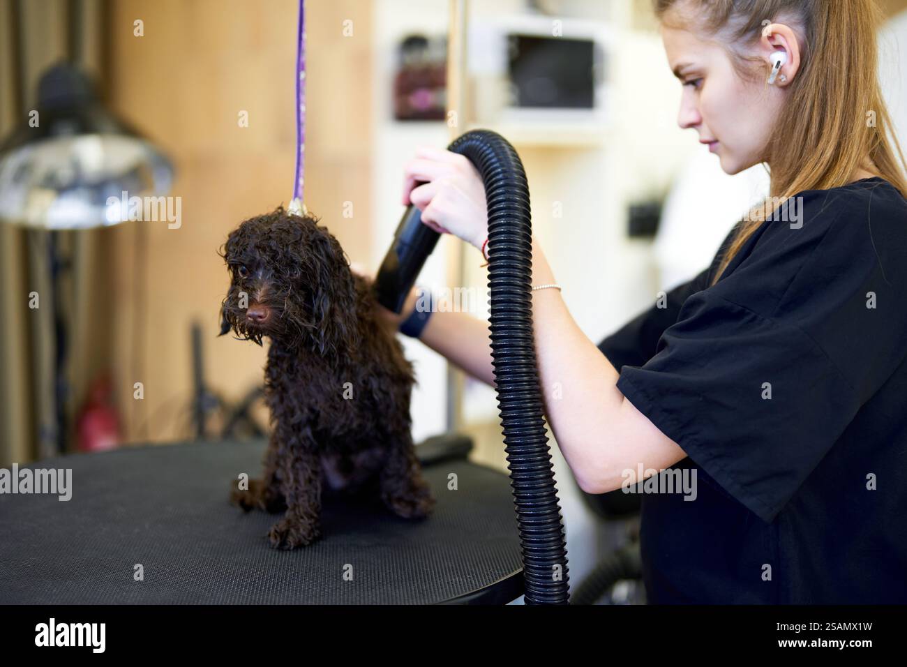 Dog grooming session at a salon with a focused groomer and a curly pet ...