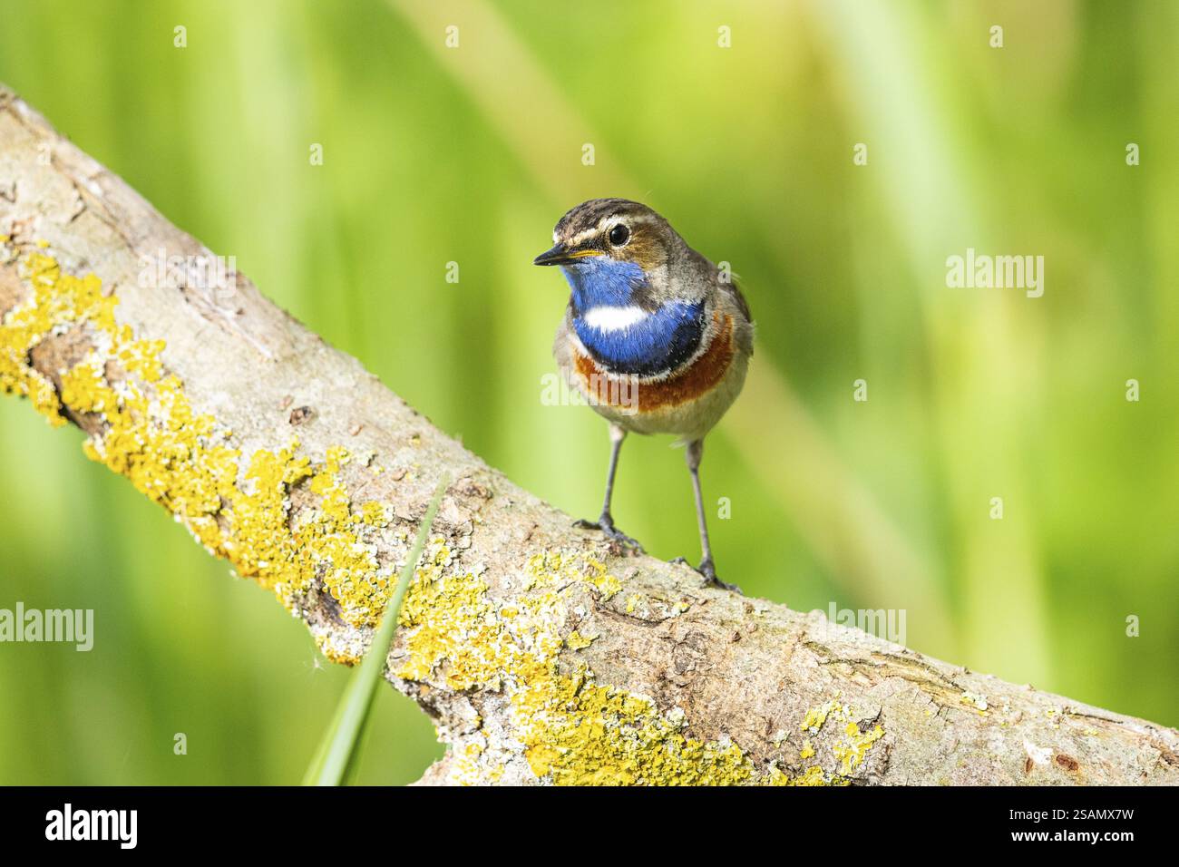 Bluethroat (Luscinia svecica cyanecula) Male Germany Stock Photo - Alamy