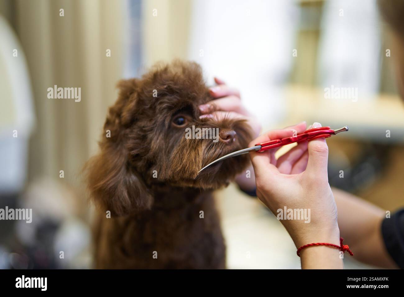 Grooming a small brown dog in a salon setting during daytime Stock ...