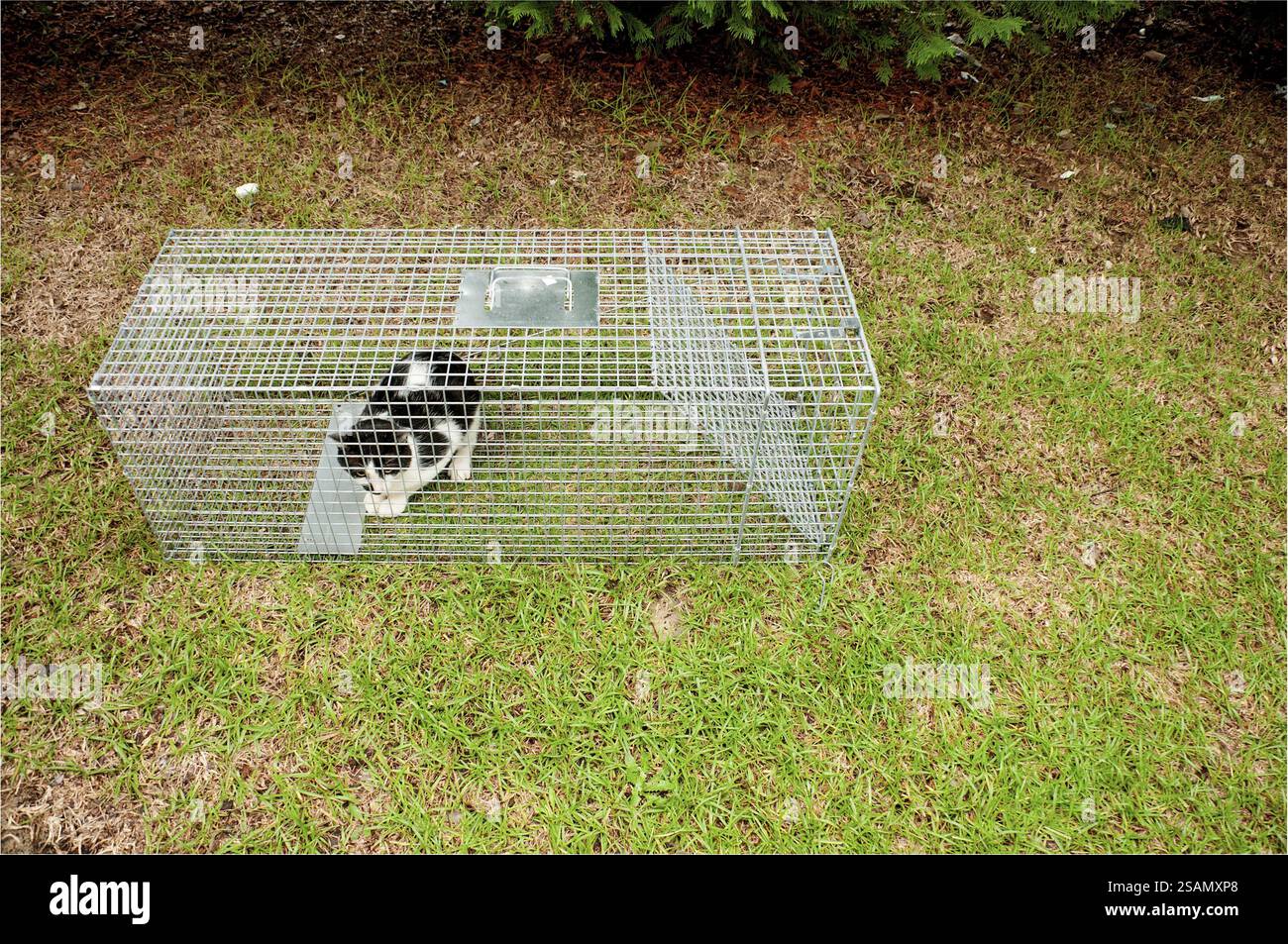 Cat trapped in a humane non lethal animal trap Stock Photo - Alamy