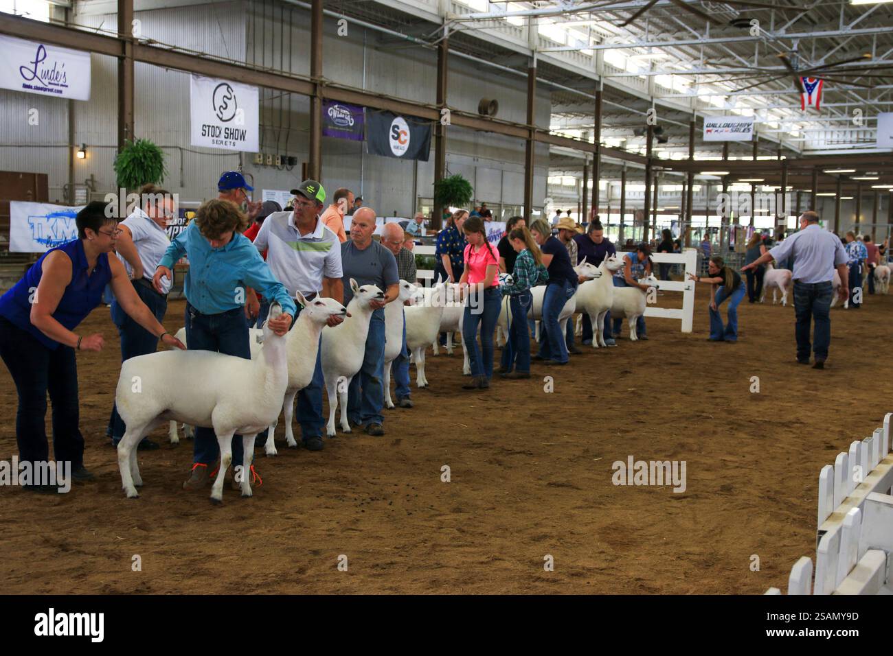 Sheep spectators judging arena hi-res stock photography and images - Alamy