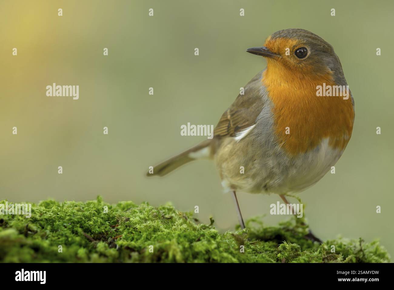 A robin stands on moss-covered ground, surrounded by a green background ...