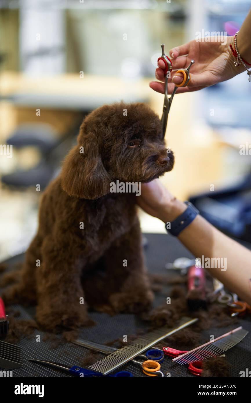 Dog grooming session in a cozy salon with stylist using scissors Stock ...