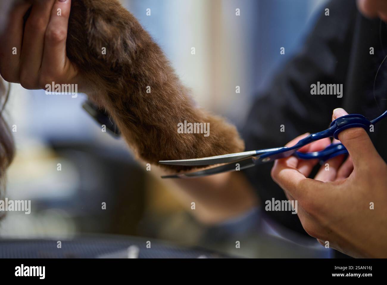Grooming a pets fur using scissors in a bright indoor setting Stock ...