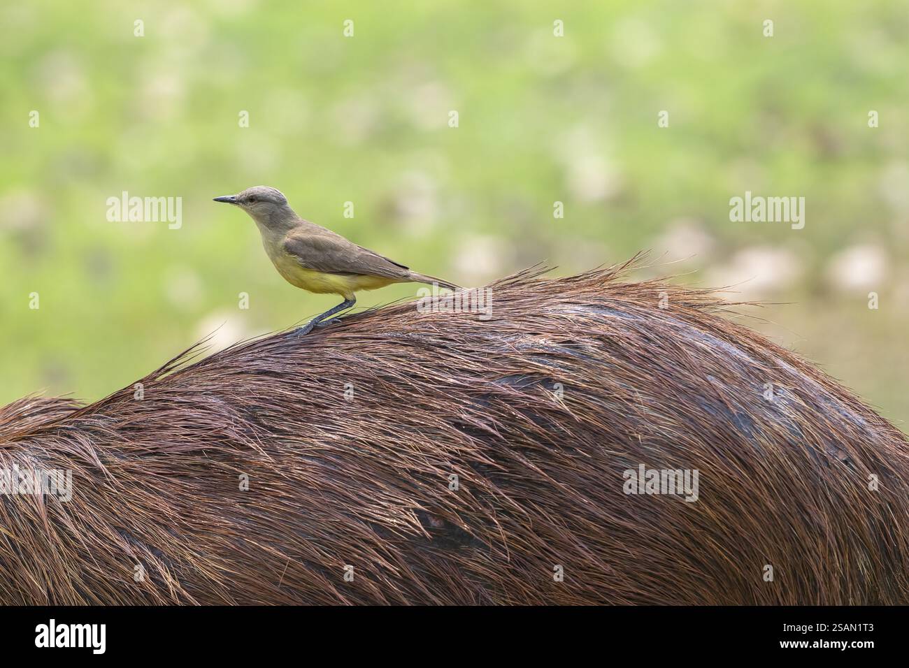 Capybara or capybara (Hydrochoerus hydrochaeris), bird sitting on its ...