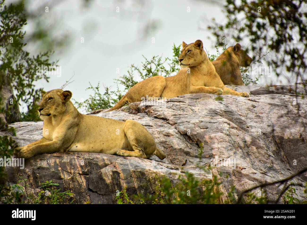 Three female lions (Panthera leo) looking at each other on a rock ...