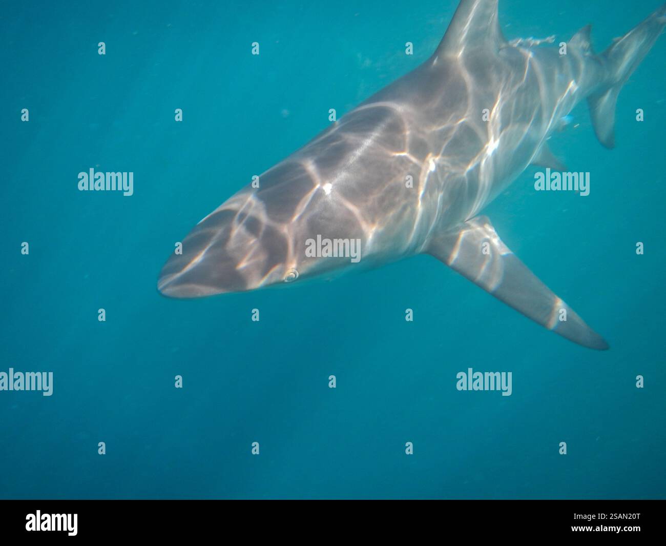 shark swimming in the sea water - South Africa, Indian Ocean Stock ...