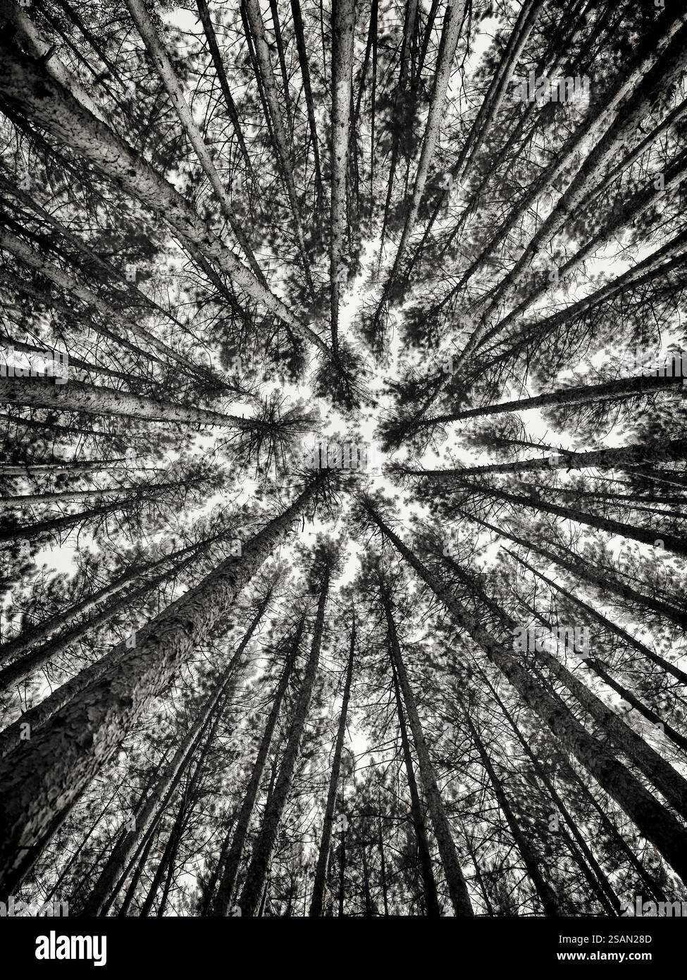 Artistic abstract image of tall pine forest tree tops over blue sky ...