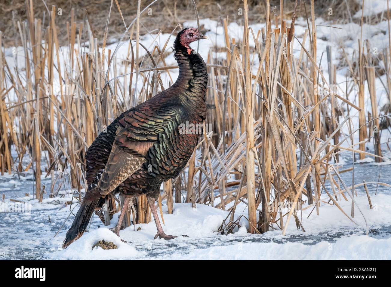North America; United States; Montana; Spring; Wildlife; Birds; Wild ...