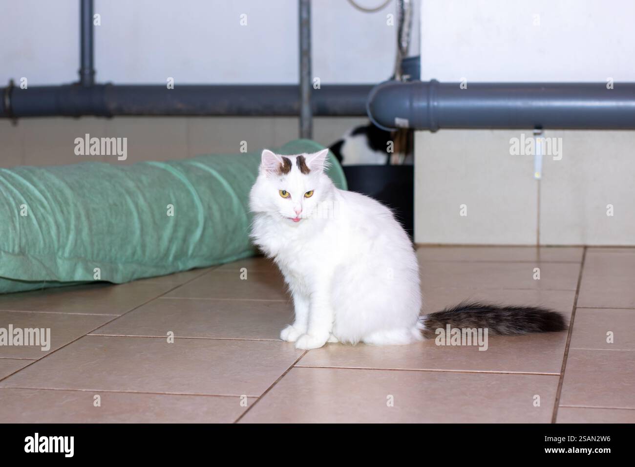 A fluffy white cat is comfortably sitting on a patterned tiled floor ...