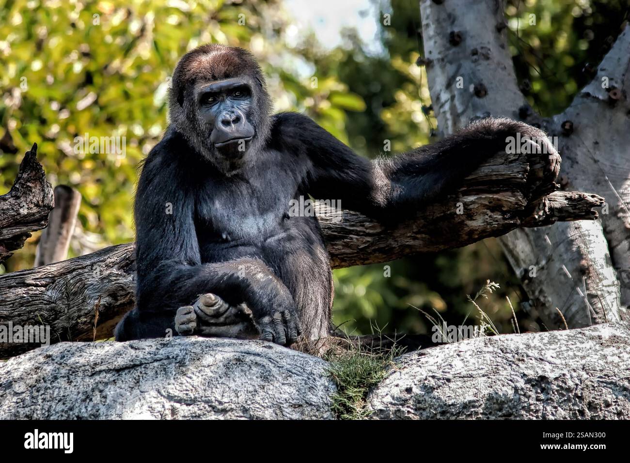 A gorilla is sitting on a log. It is looking at the camera. The log is ...