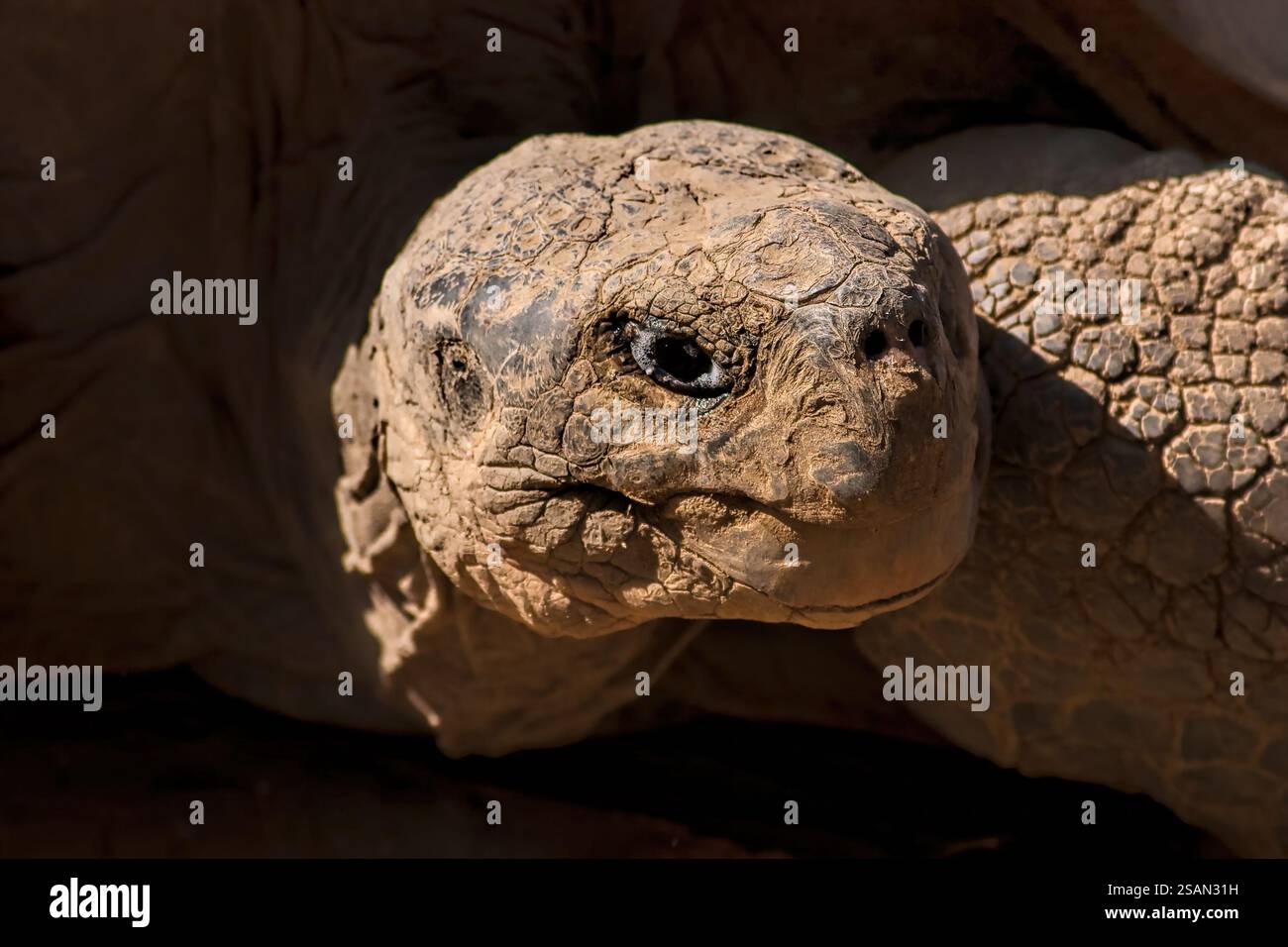 A tortoise with a dirty face. The head is the only part of the tortoise ...