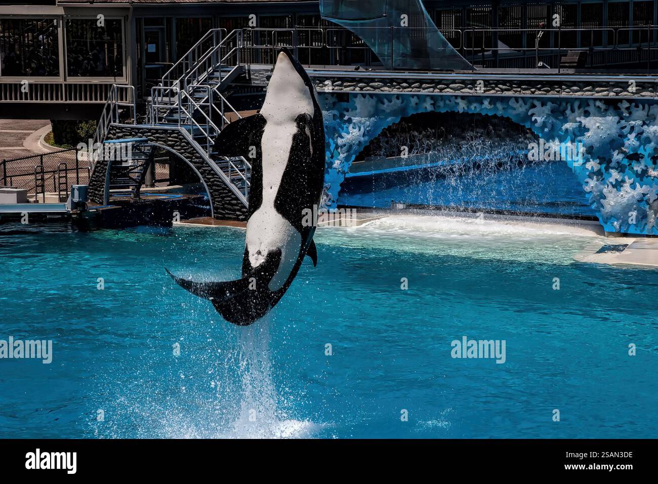 A black and white orca leaps out of the water. The water is blue and ...