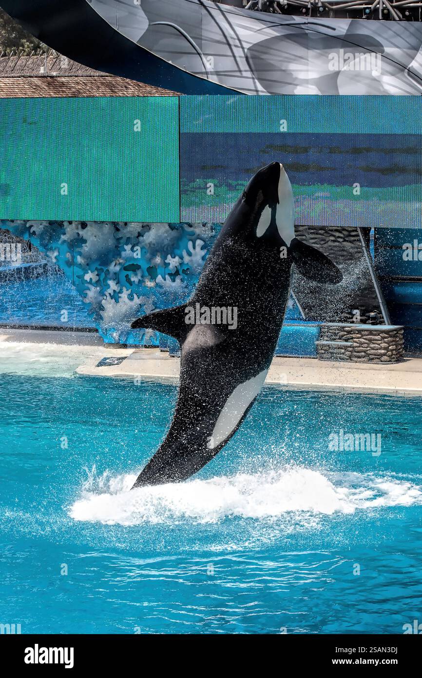 A black and white orca is jumping out of the water. The water is blue ...