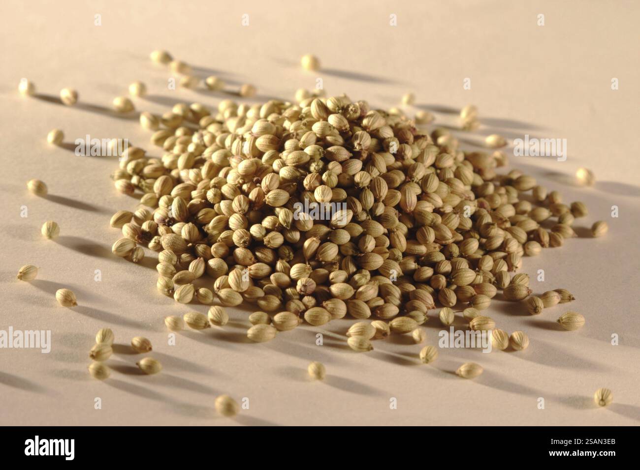 Indian Spices, Dhania, Coriander Seeds, Coriandum Sativum Stock Photo - Alamy