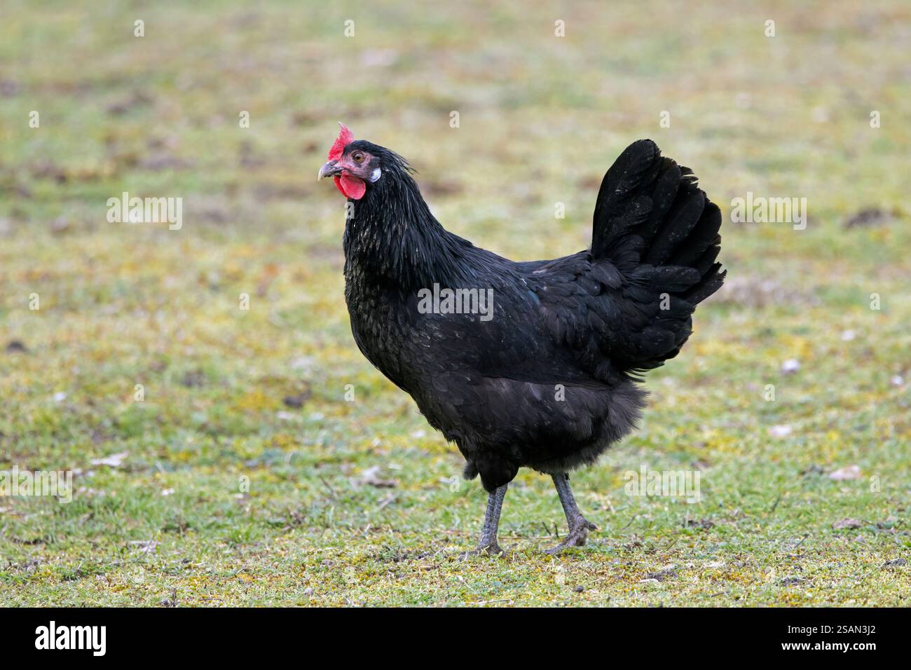Black chickens hi-res stock photography and images - Alamy
