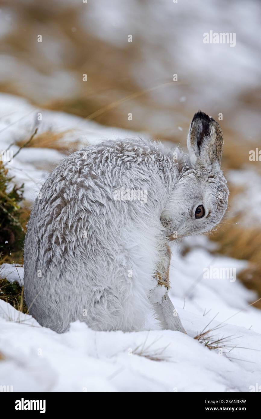 Mountain hare / alpine hare / snow hare (Lepus timidus) in white winter ...