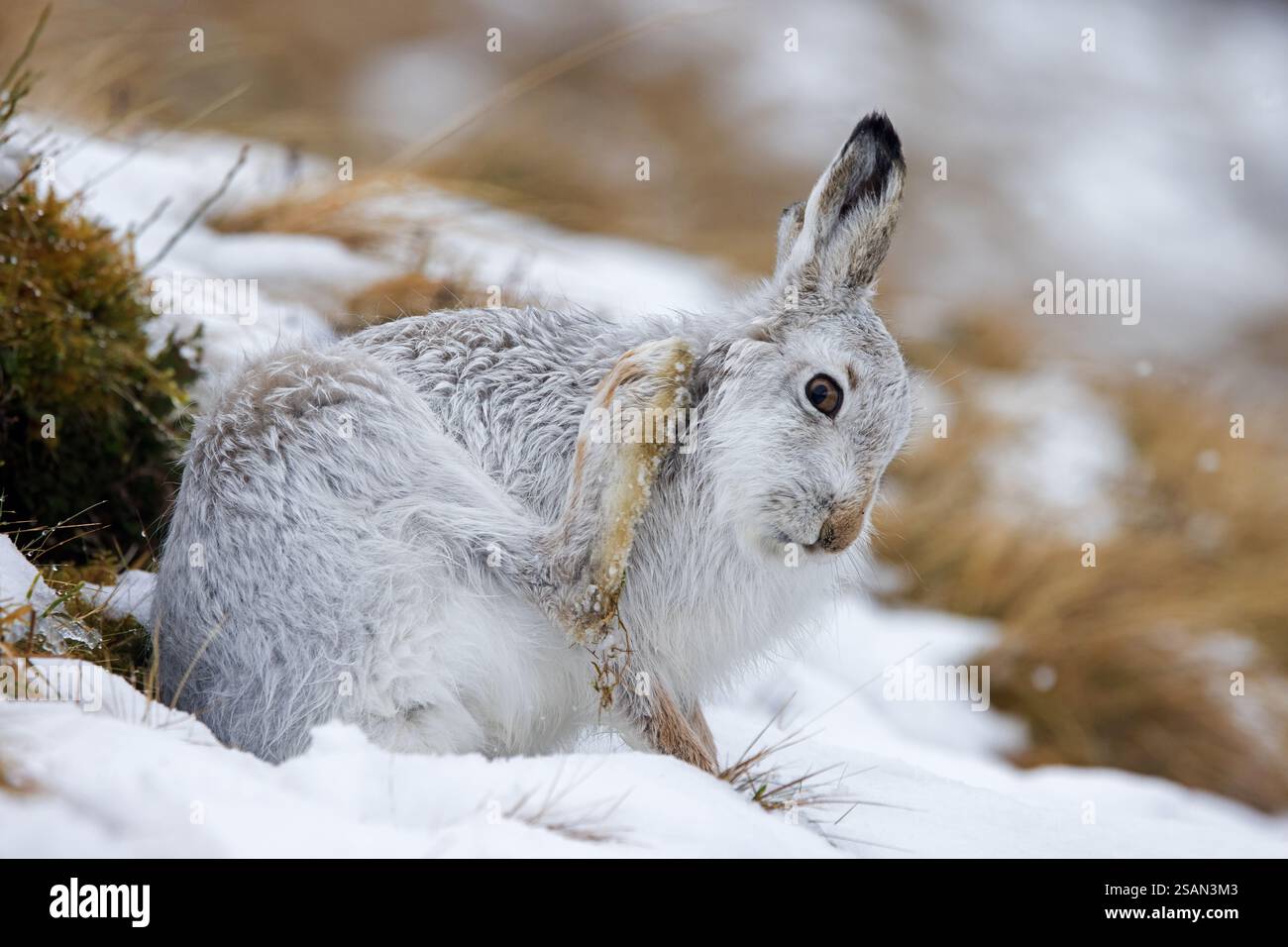 Mountain hare / alpine hare / snow hare (Lepus timidus) in white winter ...