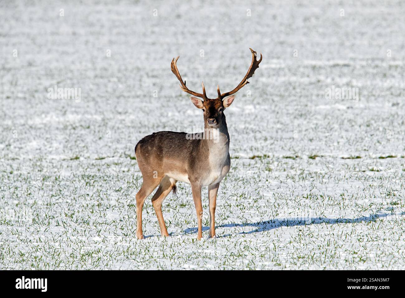 Fallow deer dama netherlands hi-res stock photography and images - Alamy