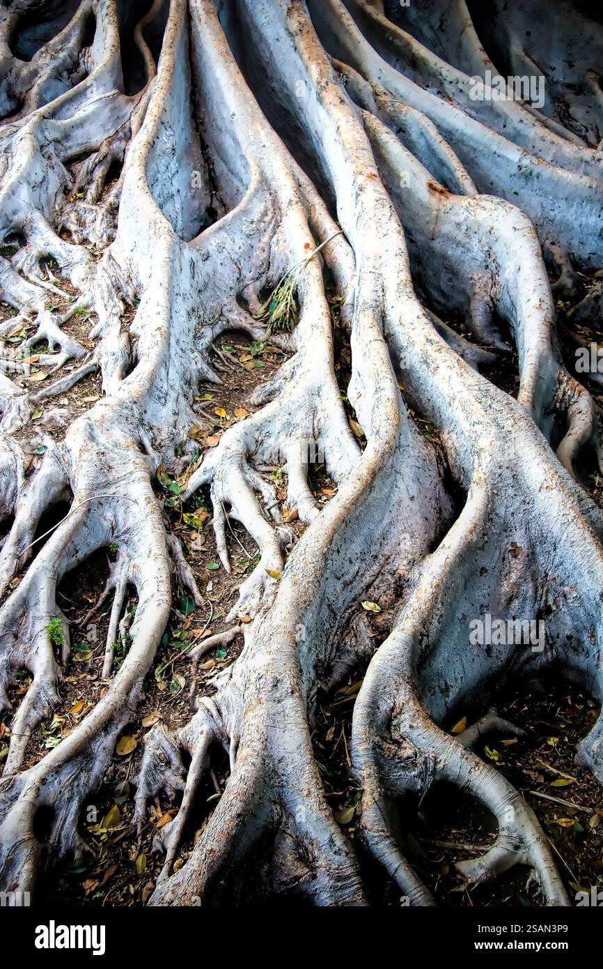 A large root with many branches. The root is white and has a brownish ...