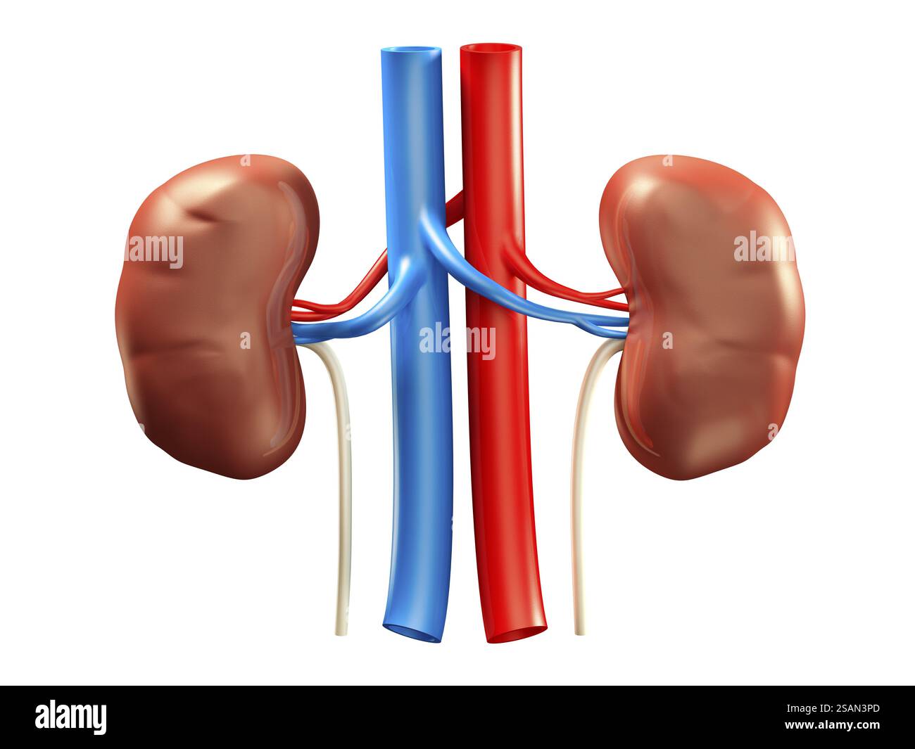 Human kidneys medical 3D illustration isolated on white background ...