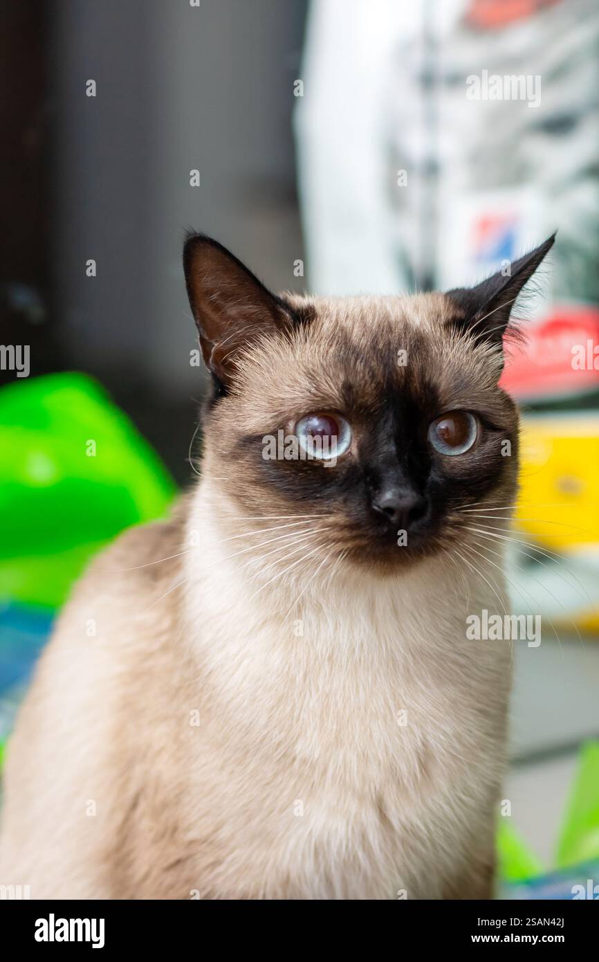In a cozy home, a stunning Siamese cat captivates with its charming ...