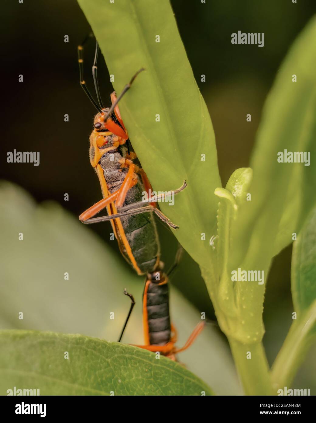 Macro photography of a couple of bordered plant bugs mating, captured ...