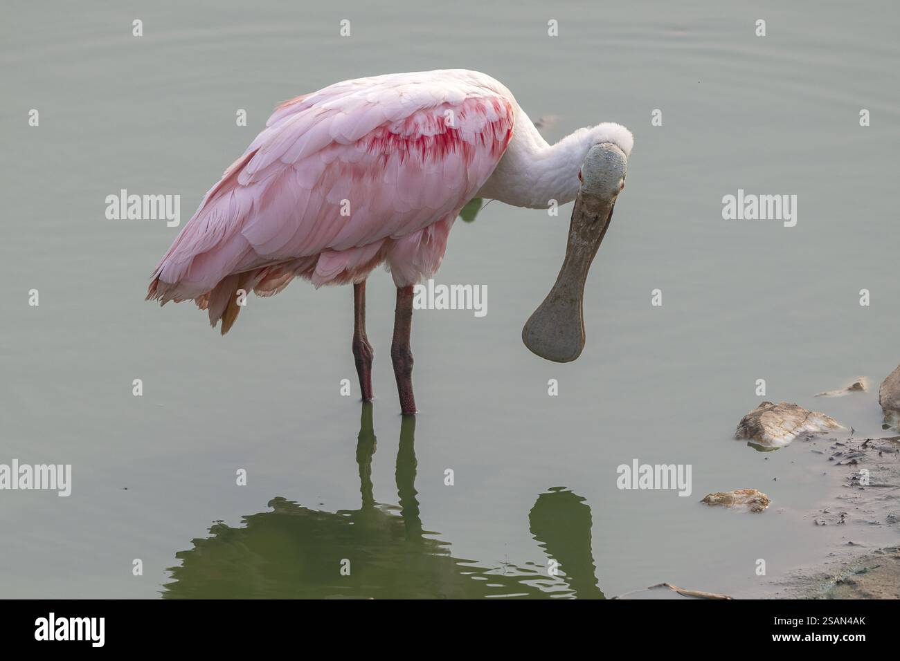 Roseate spoonbill (Ajaia ajaja), backlight, reflection, eye contact ...