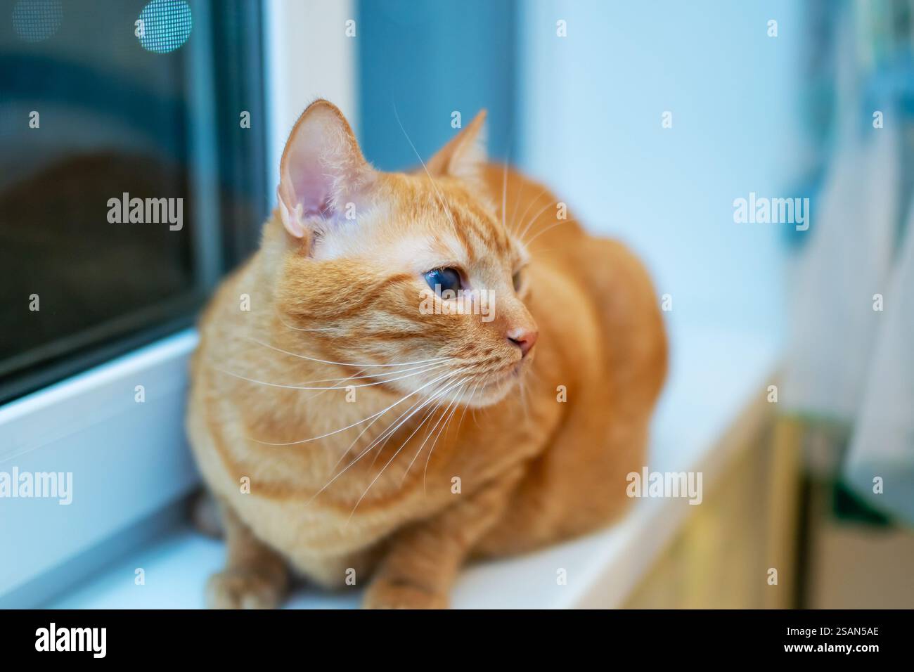An adorable orange cat is leisurely perched on a sunlit window sill ...