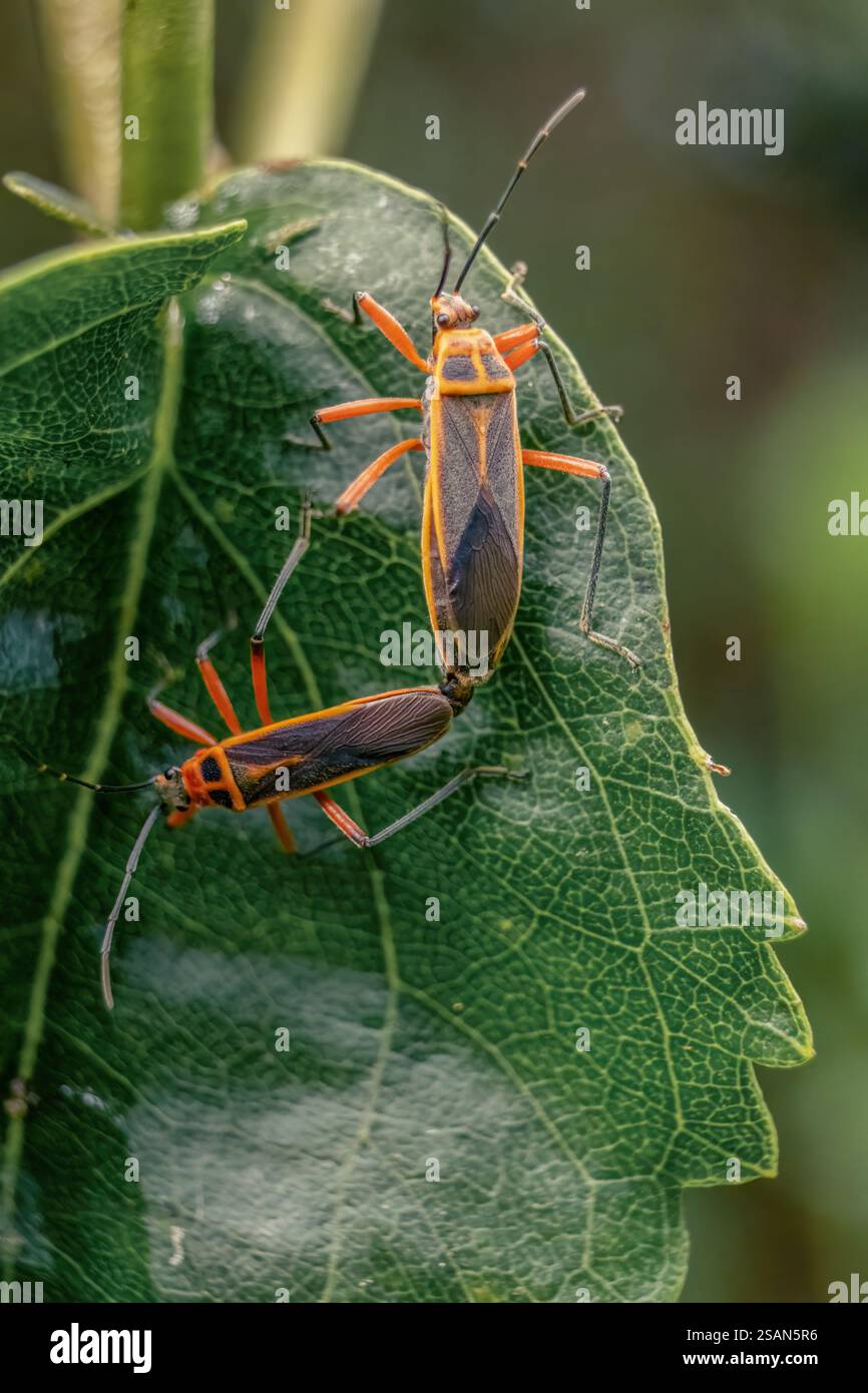 Macro photography of a couple of bordered plant bugs mating, captured ...